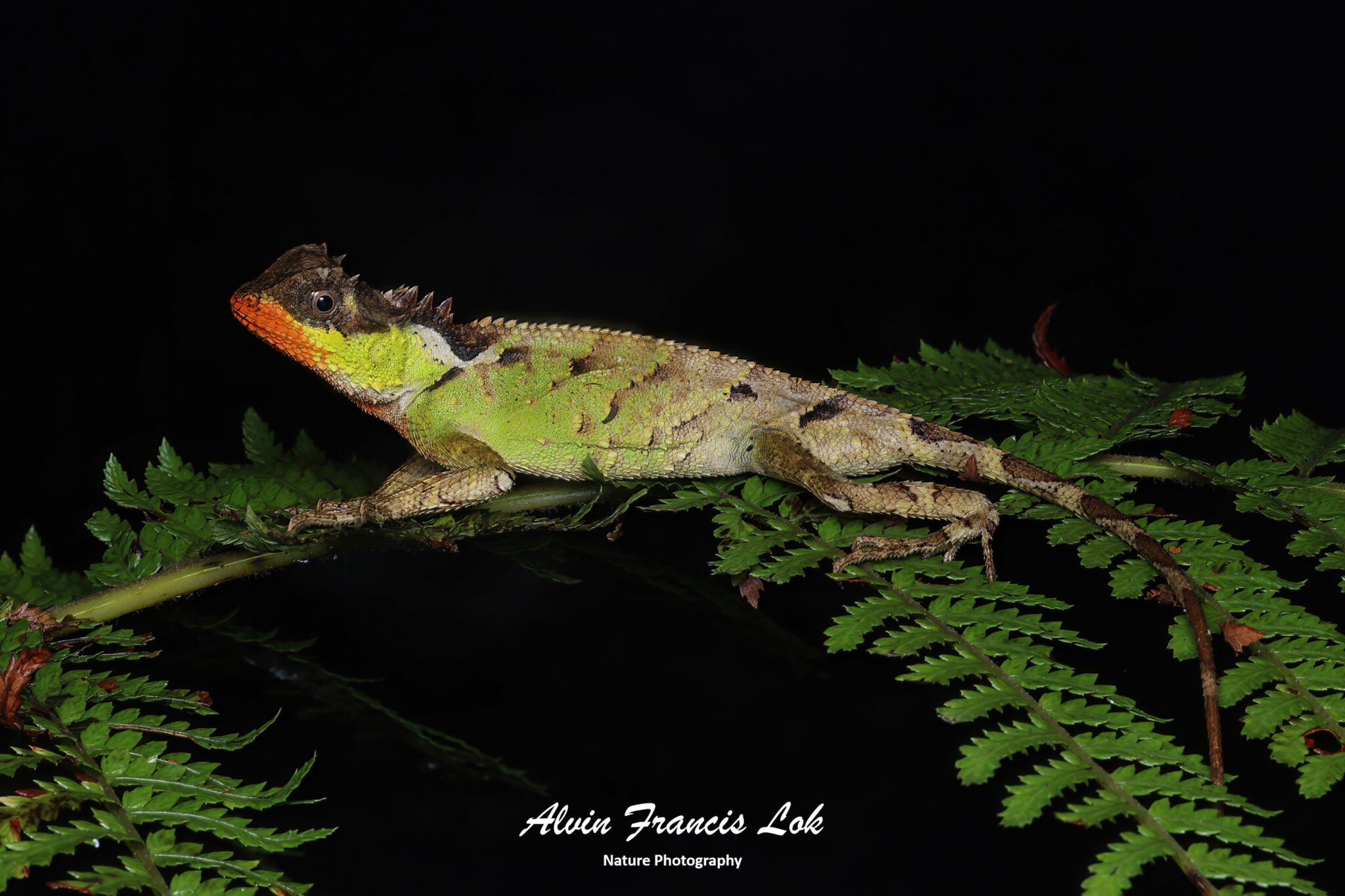Sauria (Lizards) - Biodiversity (Singapore)