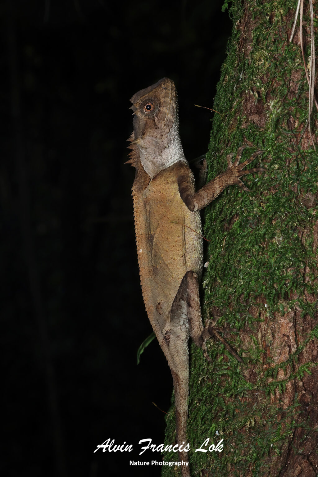 Sauria (Lizards) - Biodiversity (Singapore)