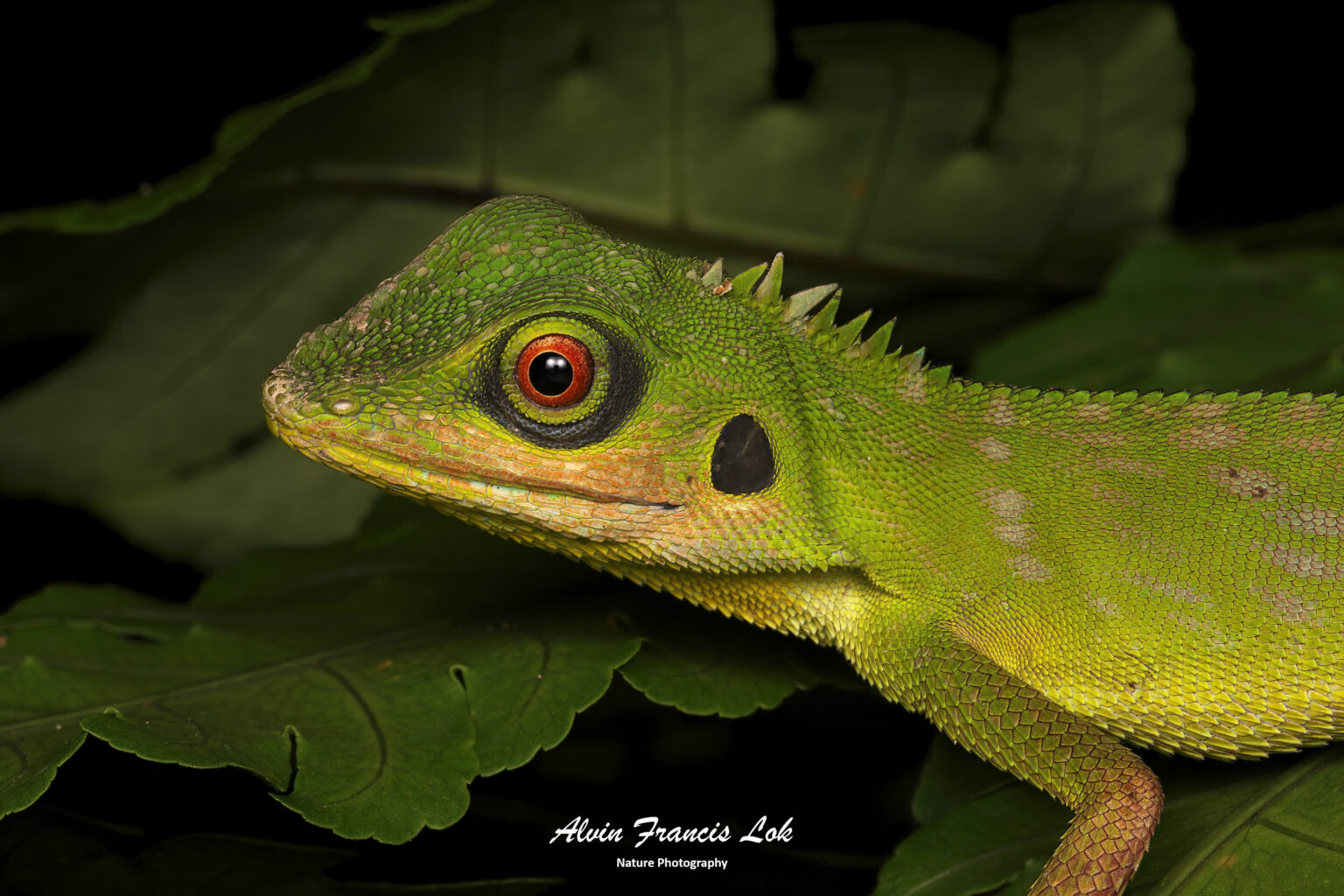 Sauria (Lizards) - Biodiversity (Singapore)