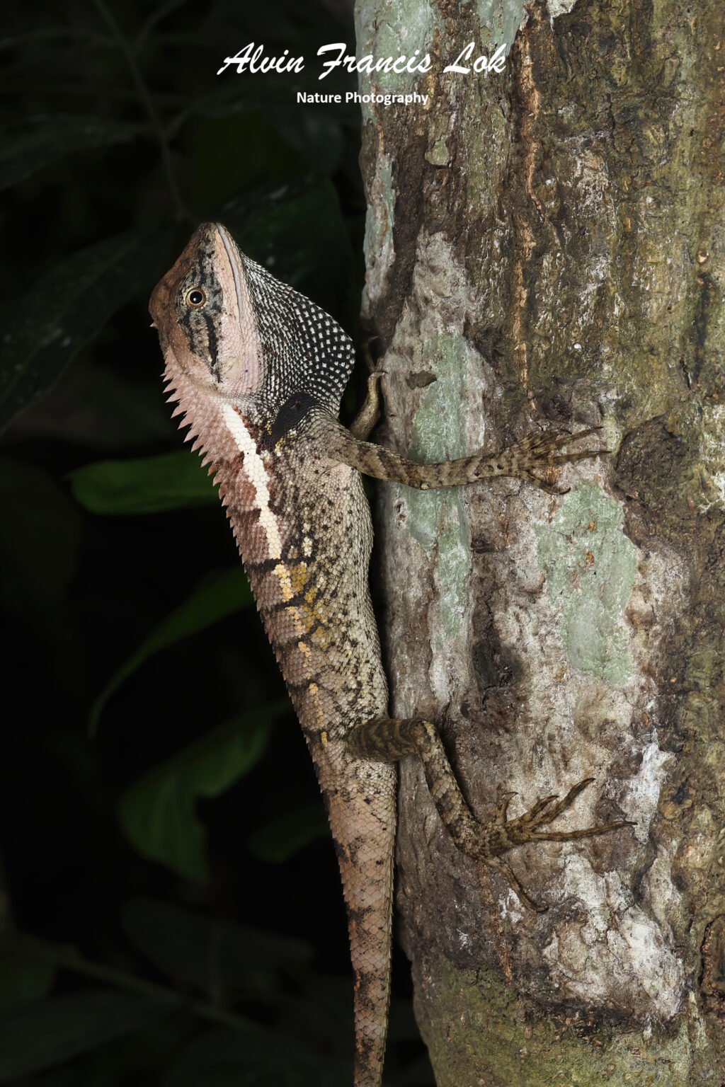 Sauria (Lizards) - Biodiversity (Singapore)
