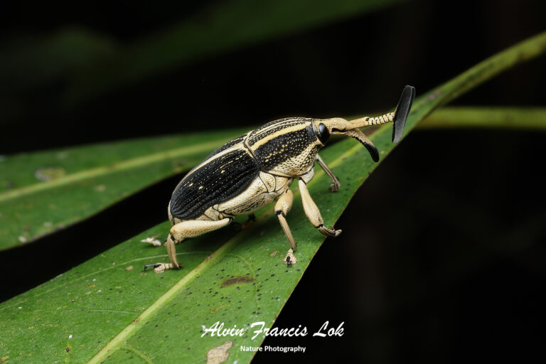 Family Curculionidae (Snout Beetle Weevil) - Biodiversity (Singapore)