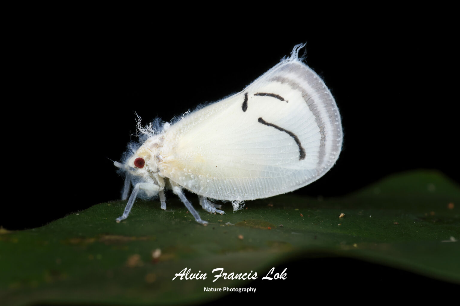 Family Flatidae - Biodiversity (Singapore)