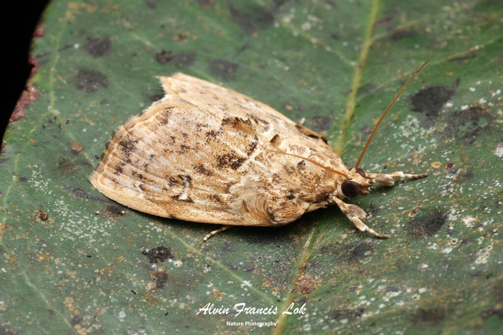 Family Crambidae (Crambid snout moths) - Biodiversity (Singapore)