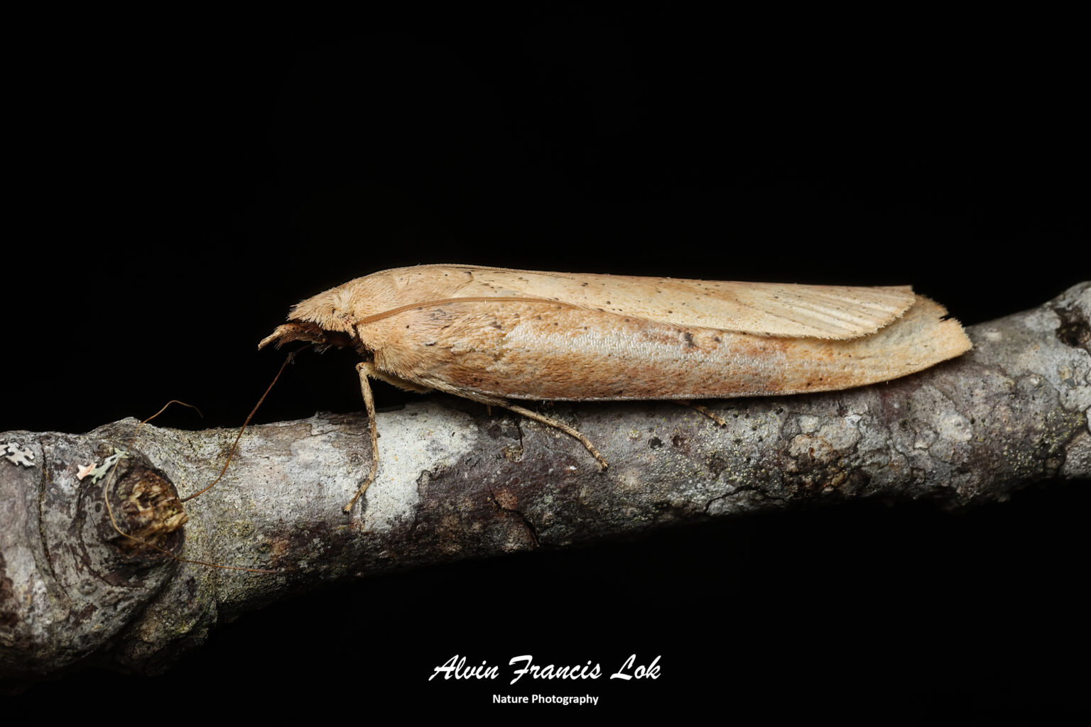Family Crambidae (Crambid snout moths) - Biodiversity (Singapore)