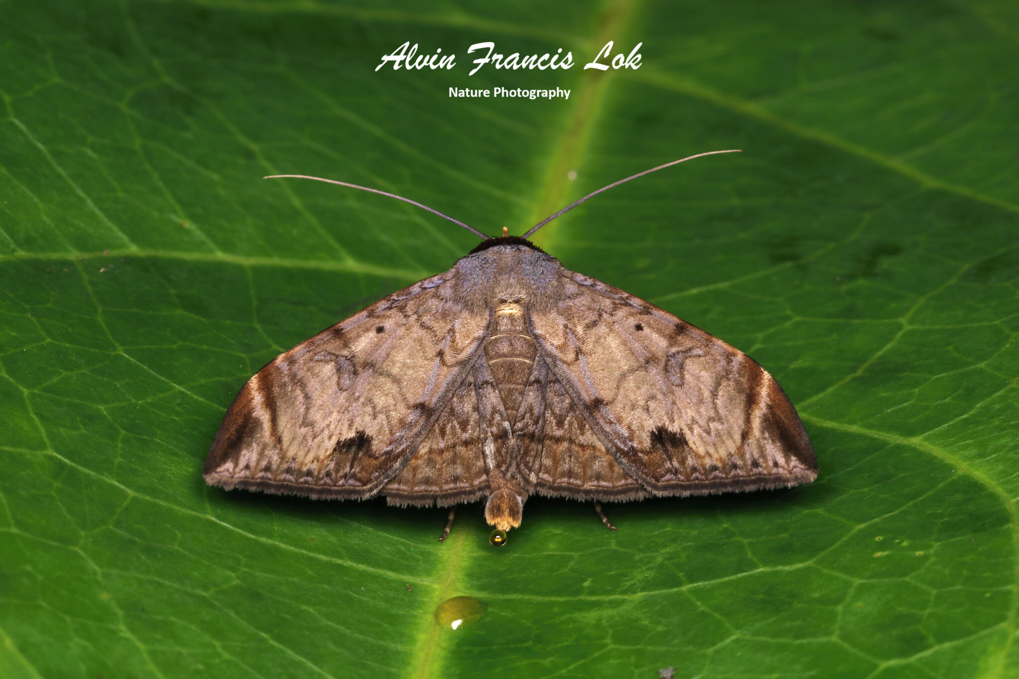 Family Erebidae (Underwing, Tiger, Tussock, and Allied Moths ...