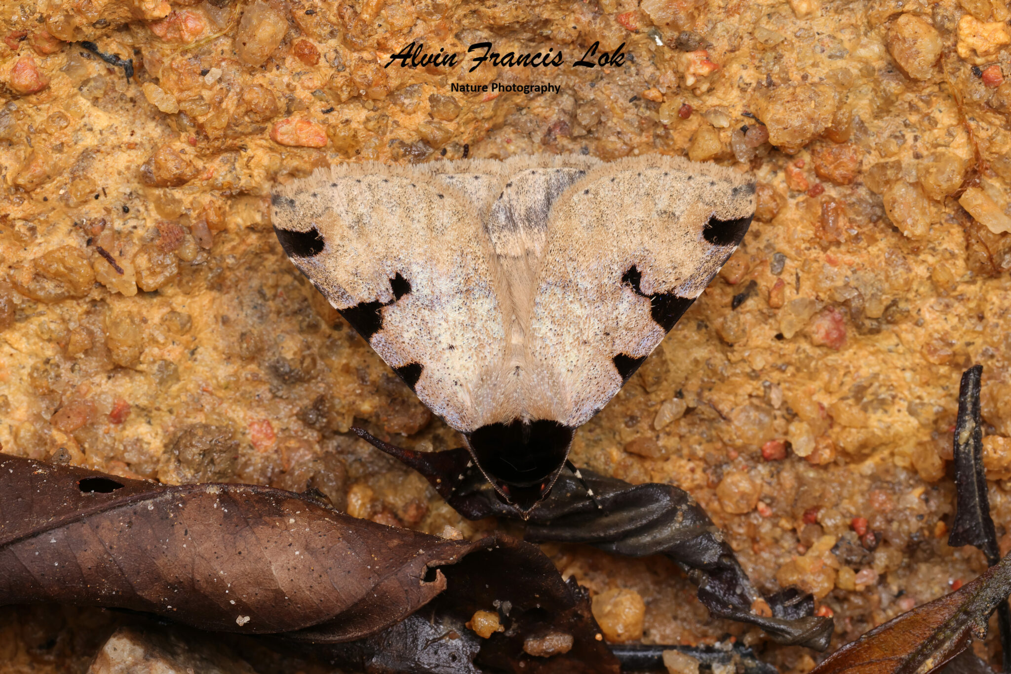 Family Erebidae (Underwing, Tiger, Tussock, and Allied Moths ...