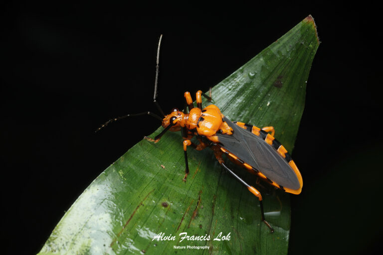 Family Reduviidae (Assassin Bugs) - Biodiversity (Singapore)