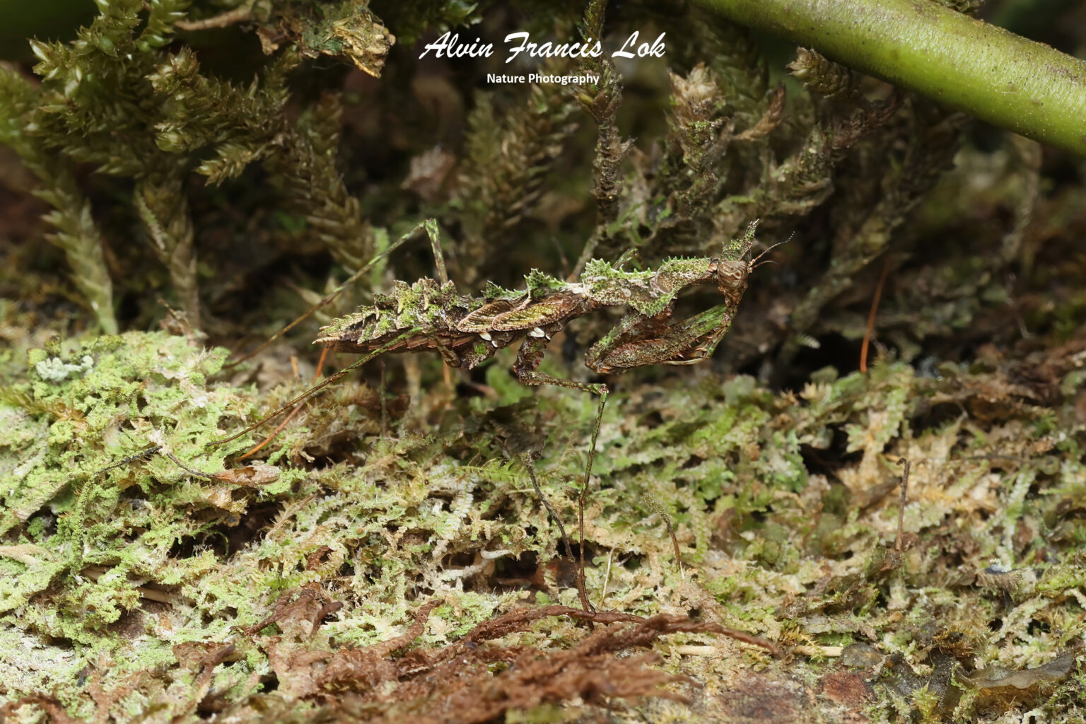 Mantoidea (Mantises) - Biodiversity (Singapore)