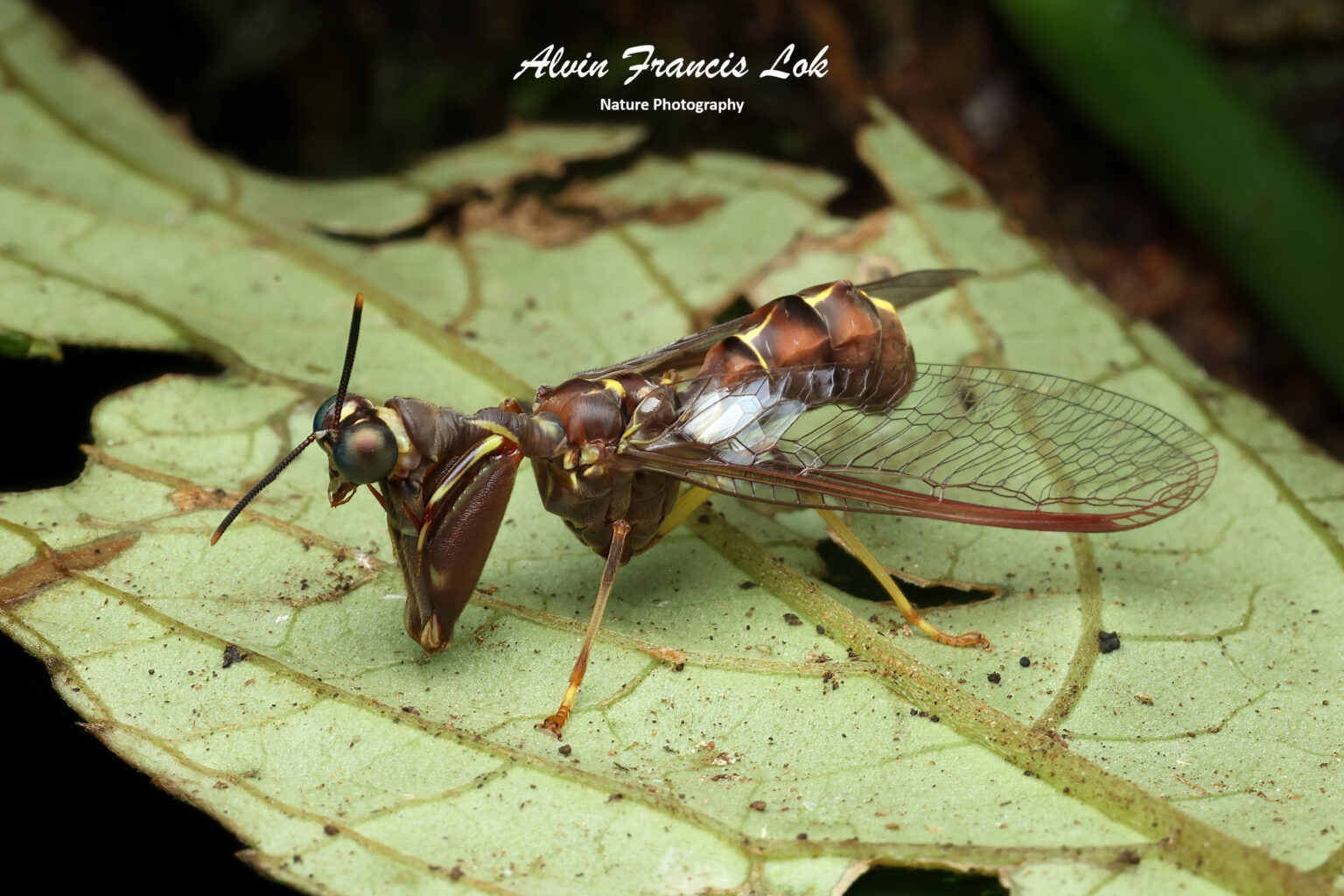 Neuroptera (Antlions, Lacewings, Mantidflies and Allies) - Biodiversity ...