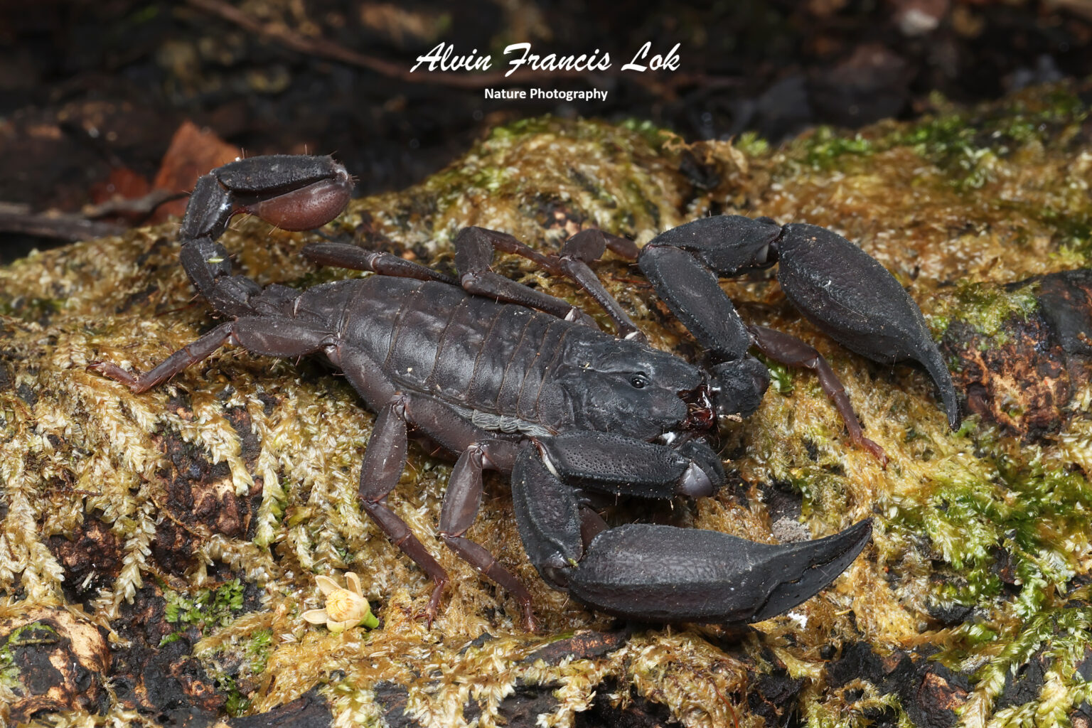 Scorpiones (Scorpions) - Biodiversity (Singapore)