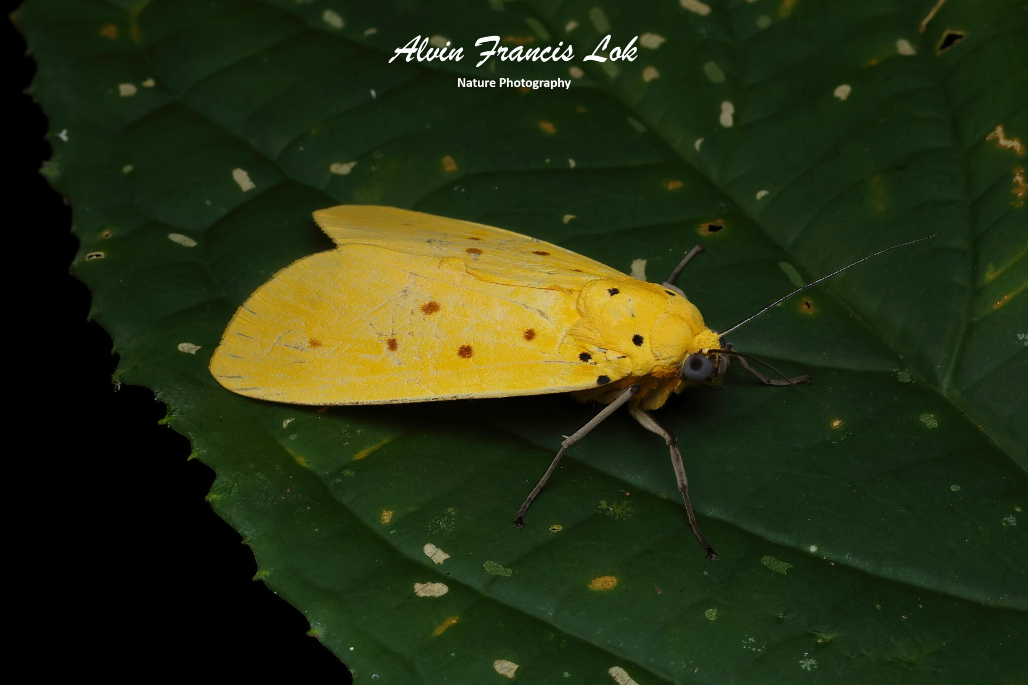 Family Erebidae (Underwing, Tiger, Tussock, and Allied Moths ...