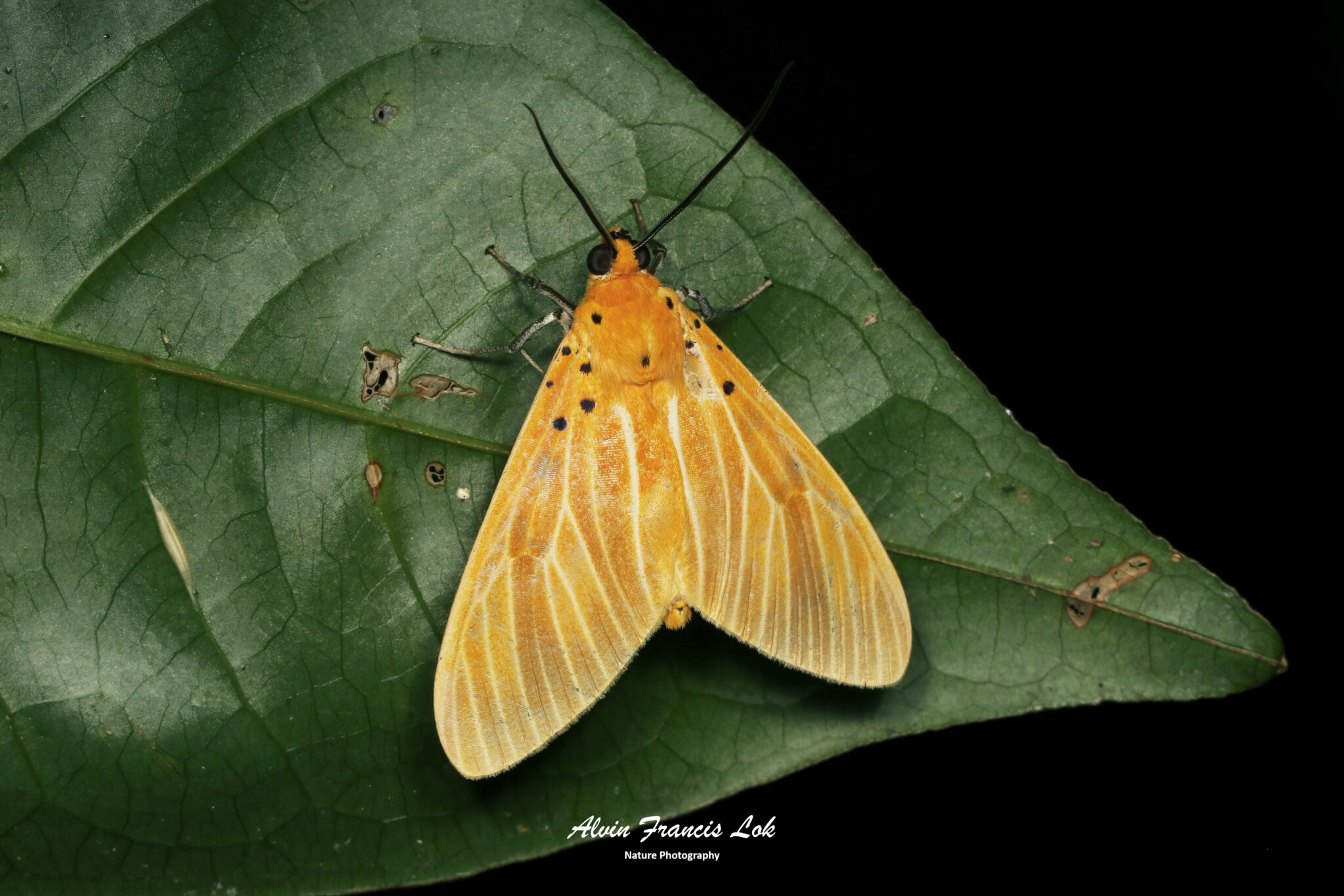 Family Erebidae (Underwing, Tiger, Tussock, and Allied Moths ...