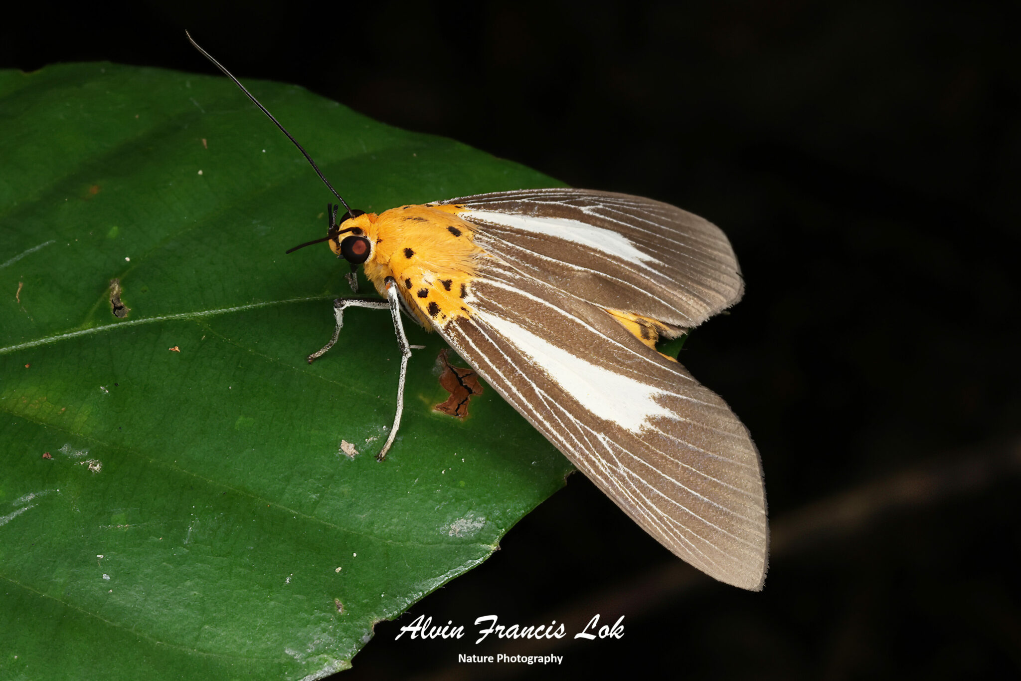 Family Erebidae (Underwing, Tiger, Tussock, and Allied Moths ...