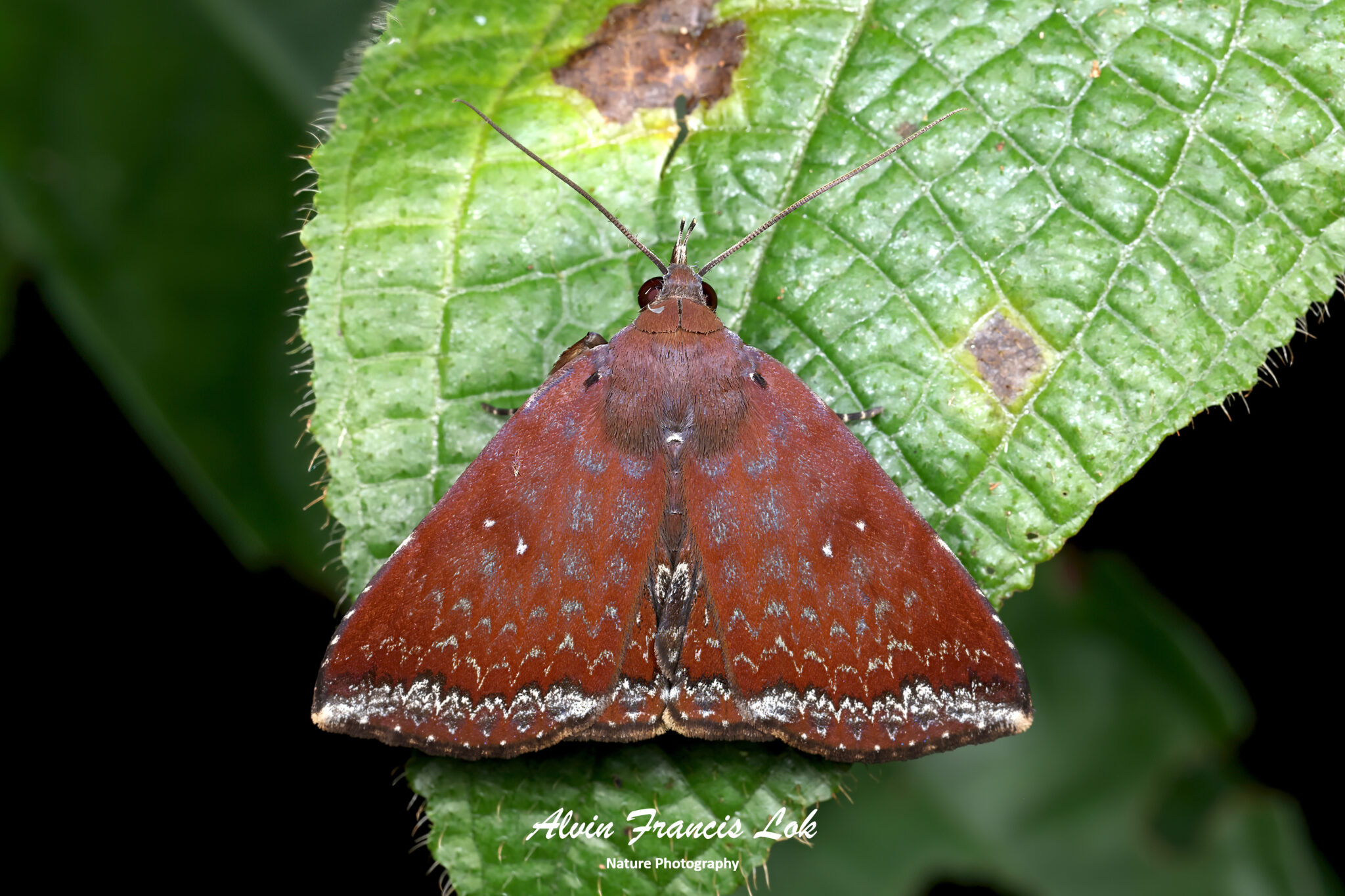 Family Erebidae (Underwing, Tiger, Tussock, and Allied Moths ...