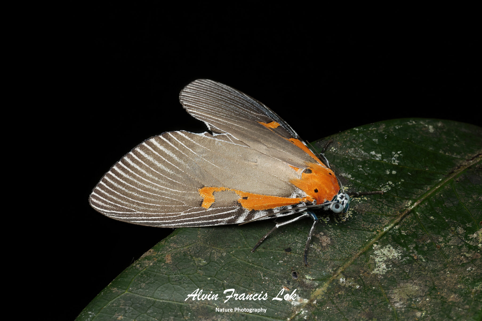 Family Erebidae (Underwing, Tiger, Tussock, and Allied Moths ...