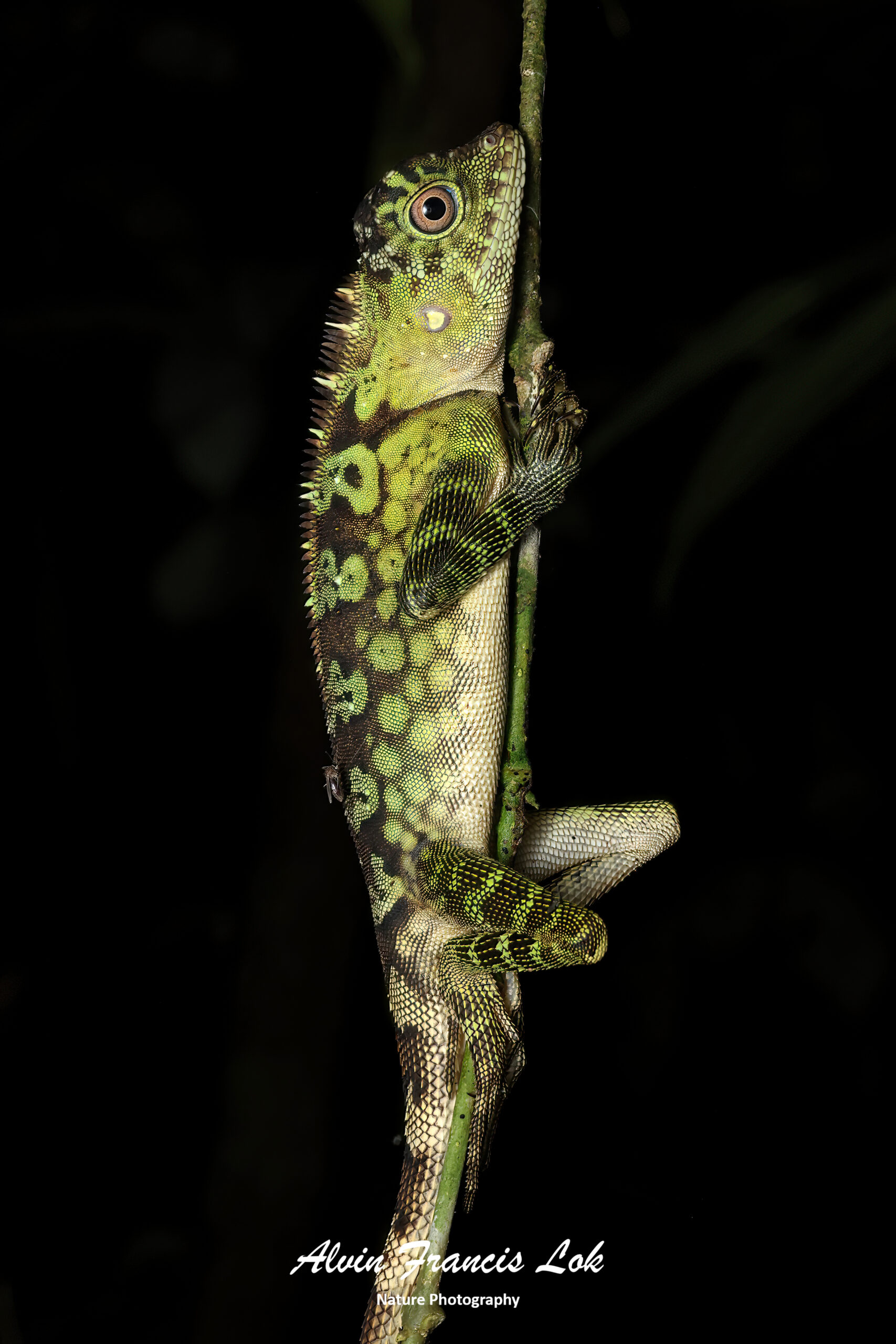 Sauria (Lizards) - Biodiversity (Singapore)
