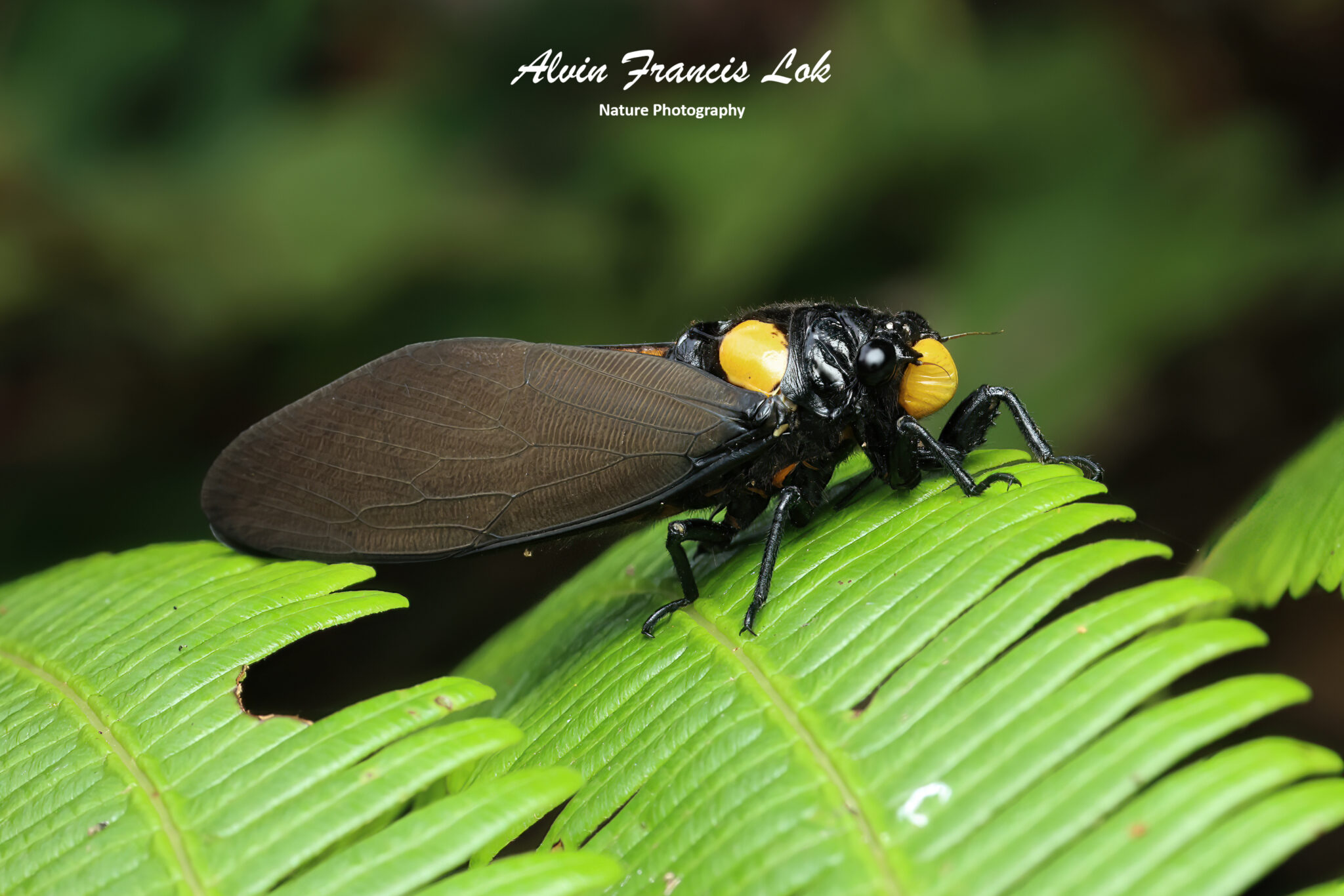Family Cicadidae (Cicadas) - Biodiversity (Singapore)