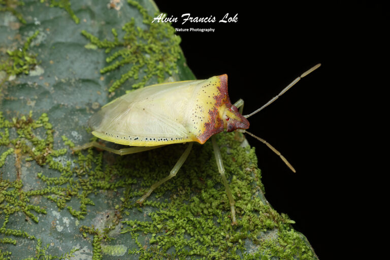 Family Pentatomidae (Stink Bugs) - Biodiversity (Singapore)