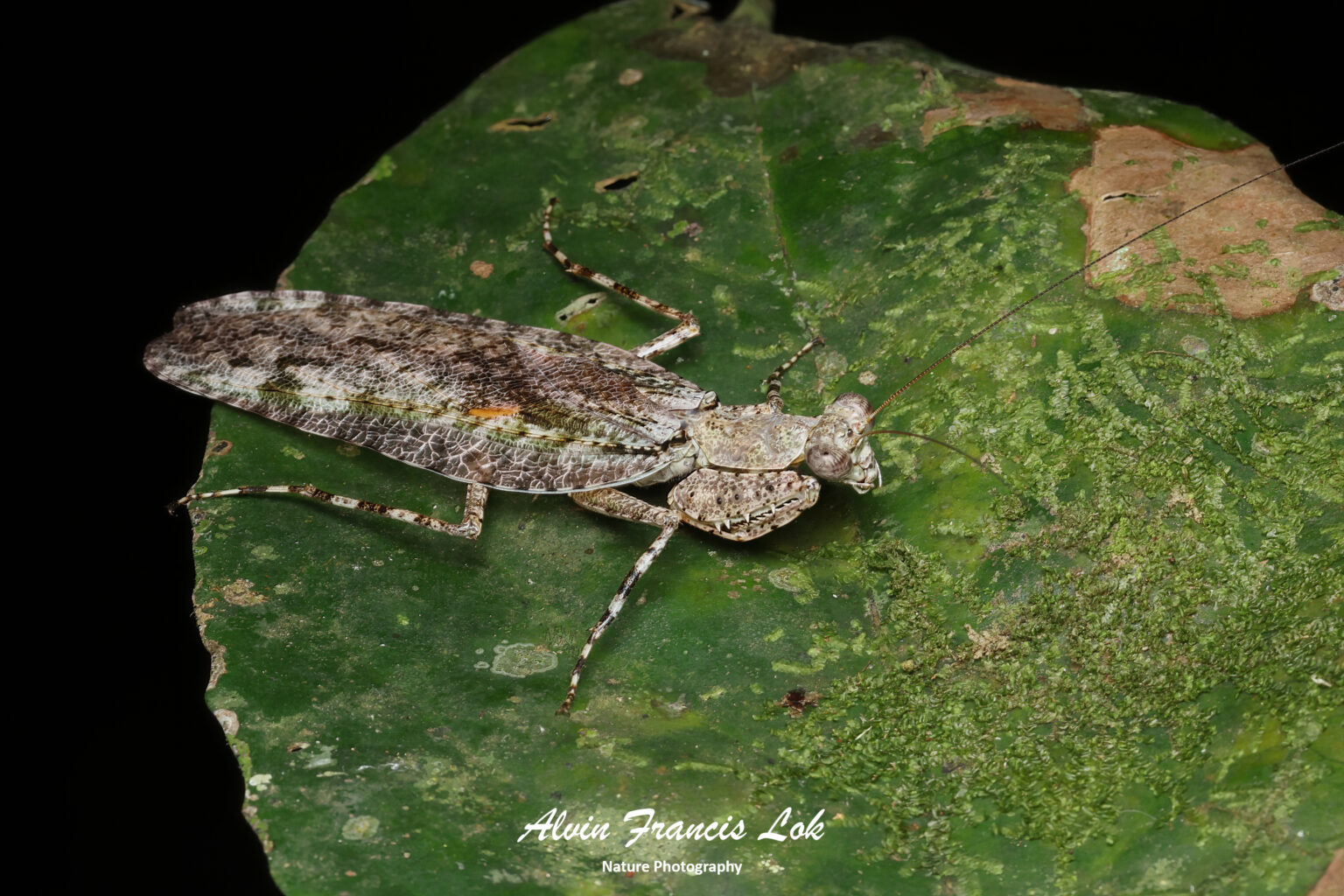 Mantoidea (Mantises) - Biodiversity (Singapore)