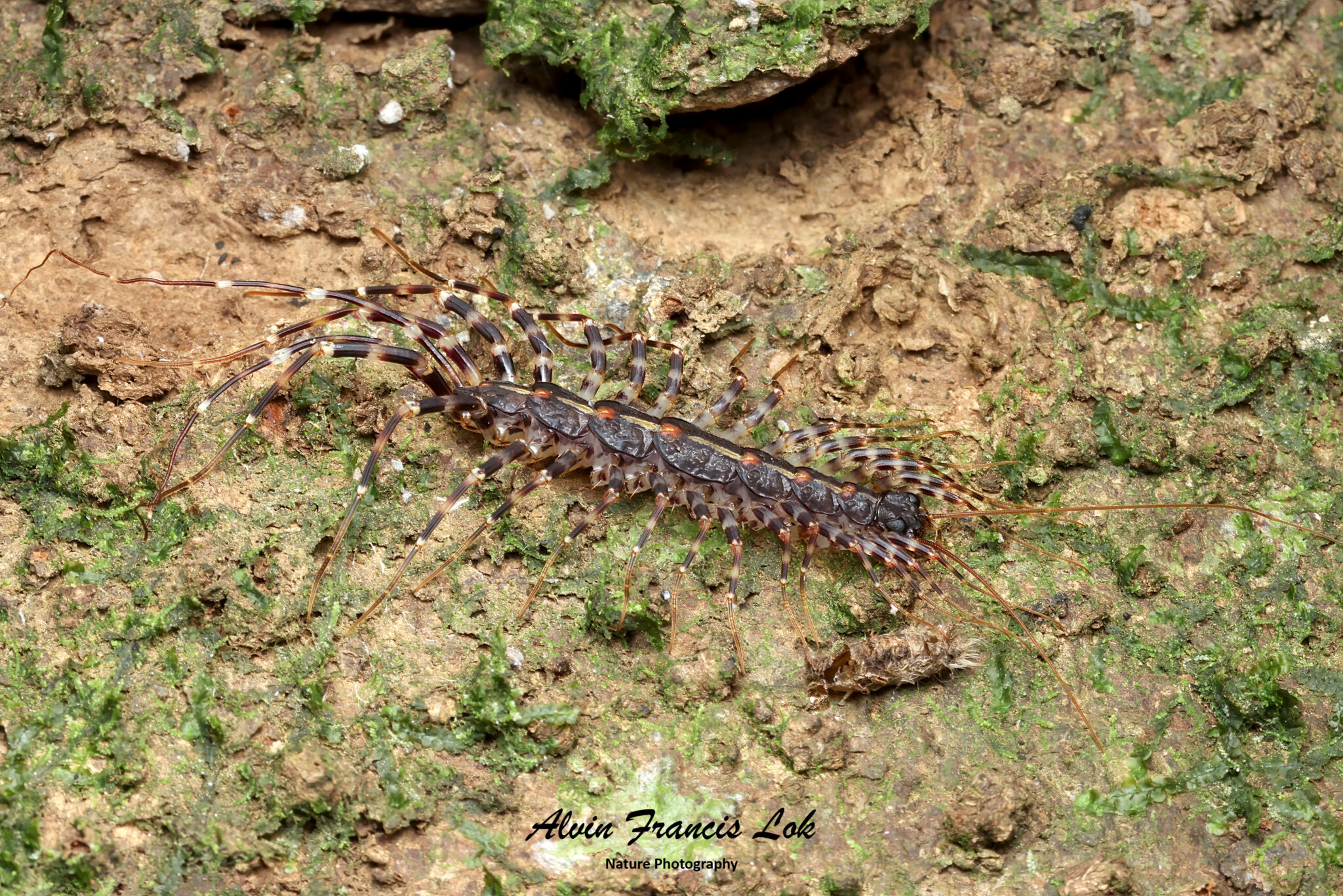 Myriapoda (Centipedes and Millipedes) - Biodiversity (Singapore)