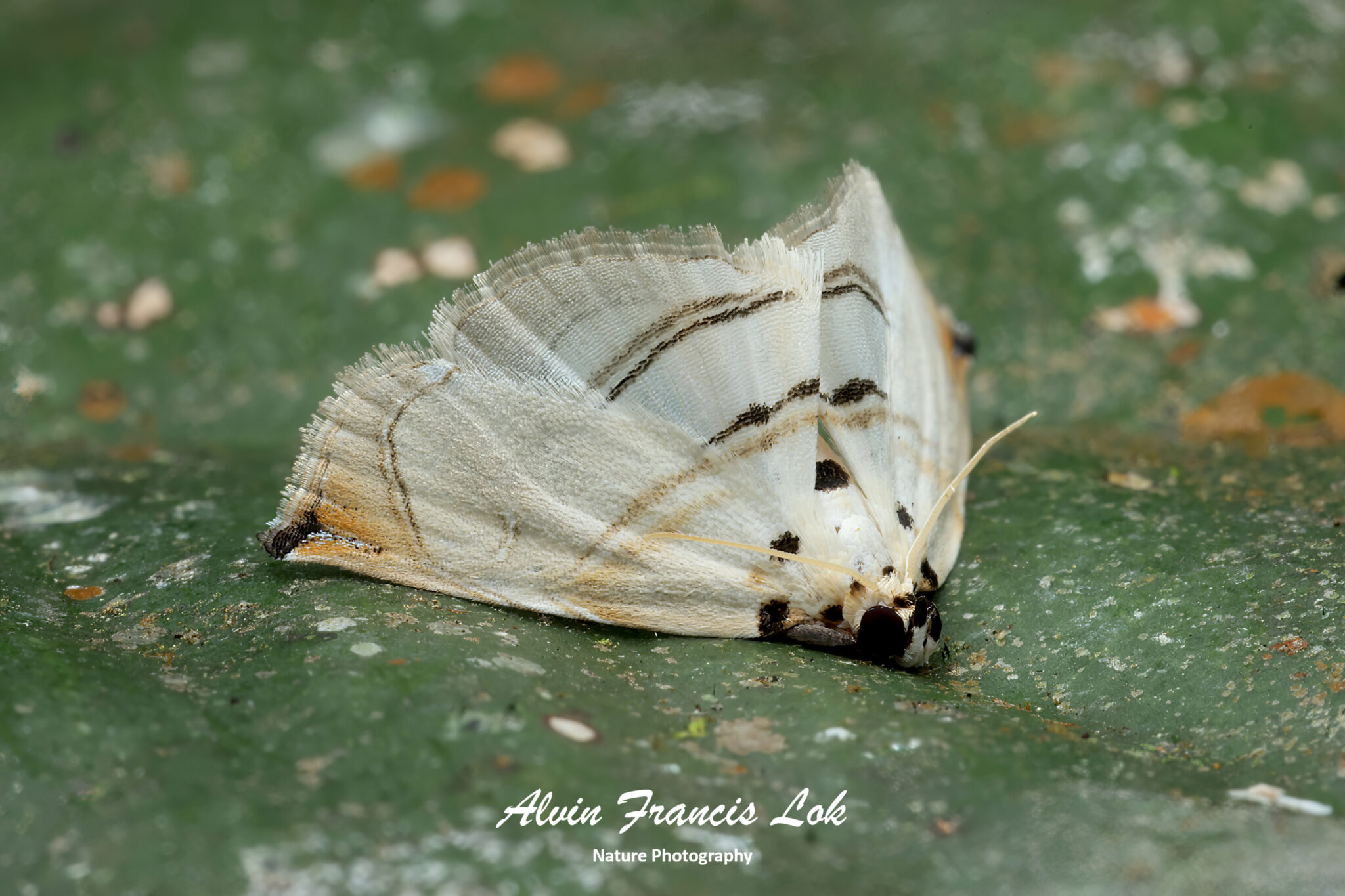 Family Crambidae (Crambid snout moths) - Biodiversity (Singapore)