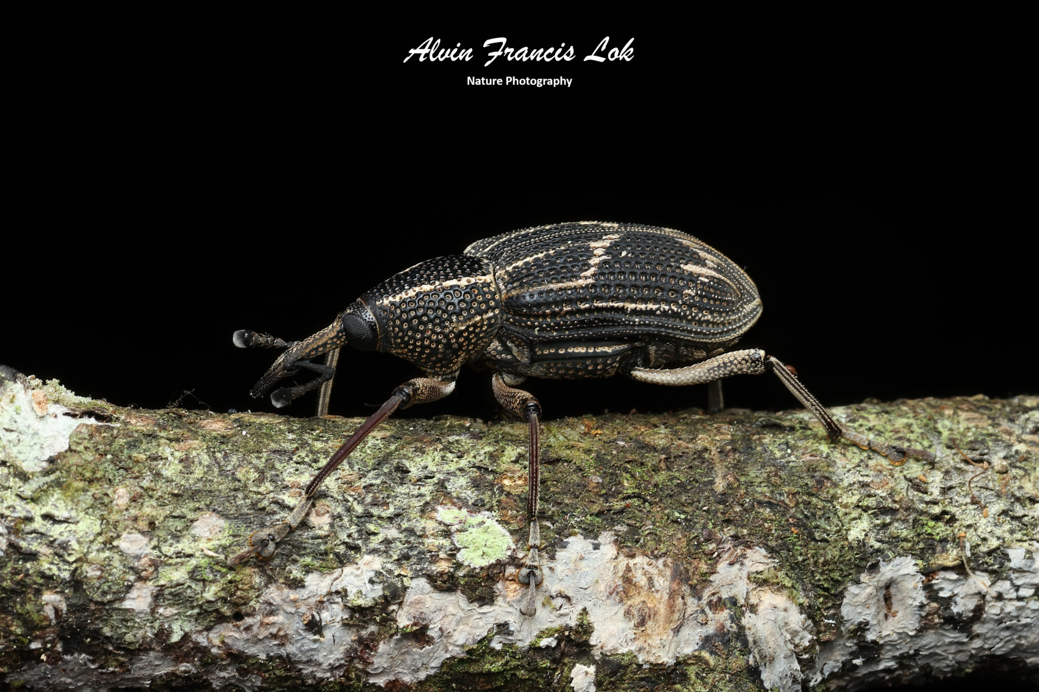 Family Curculionidae (Snout Beetle Weevil) - Biodiversity (Singapore)