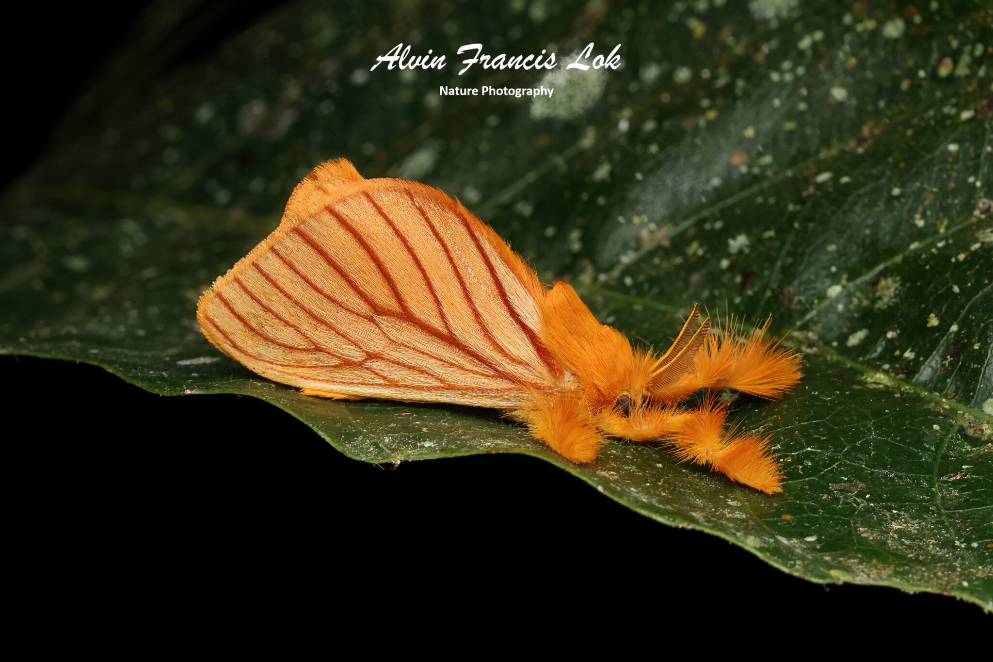 Lepidoptera (Butterflies and Moths) - Biodiversity (Singapore)