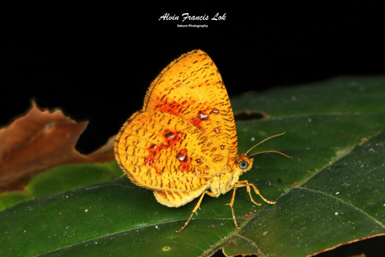 Lepidoptera (Butterflies and Moths) - Biodiversity (Singapore)