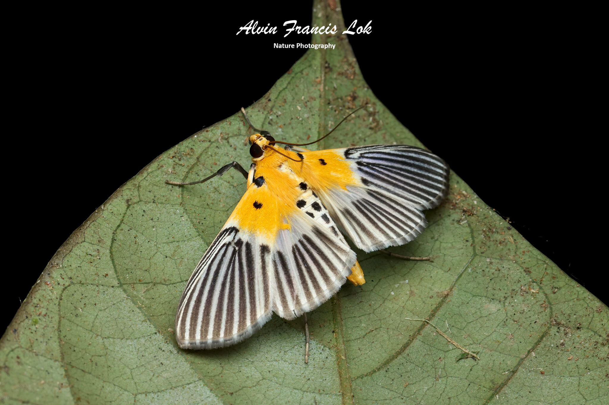 Lepidoptera (Butterflies and Moths) - Biodiversity (Singapore)