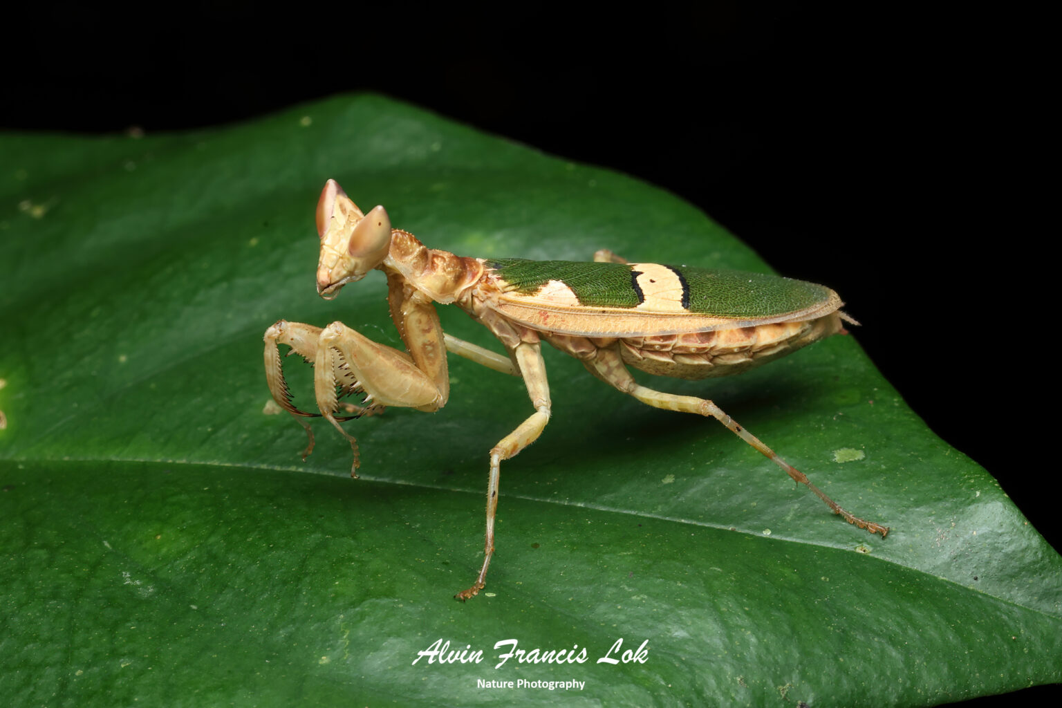 Mantoidea (Mantises) - Biodiversity (Singapore)