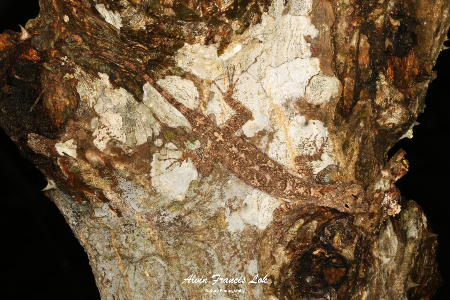 Sauria (Lizards) - Biodiversity (Singapore)