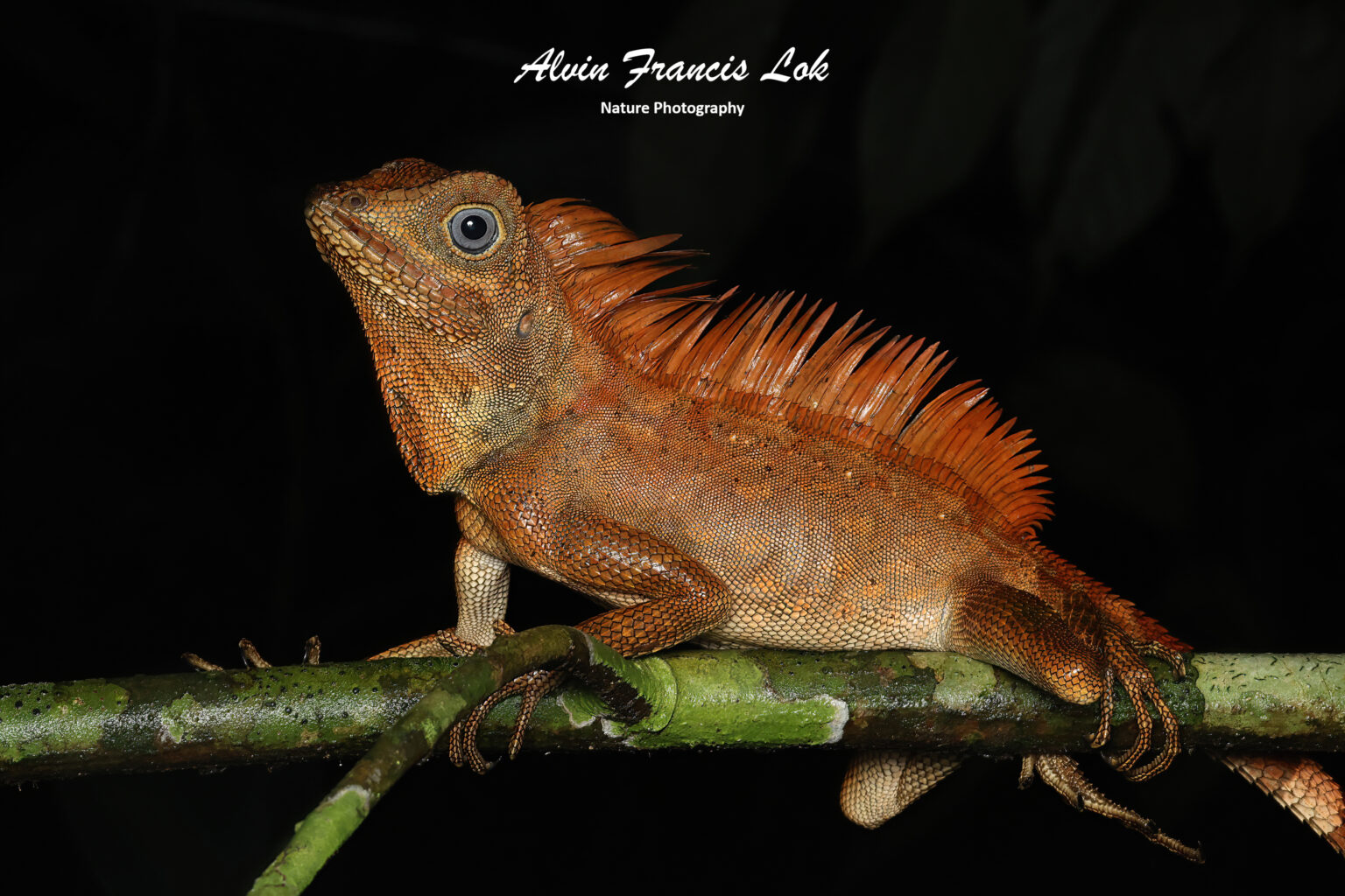 Sauria (Lizards) - Biodiversity (Singapore)