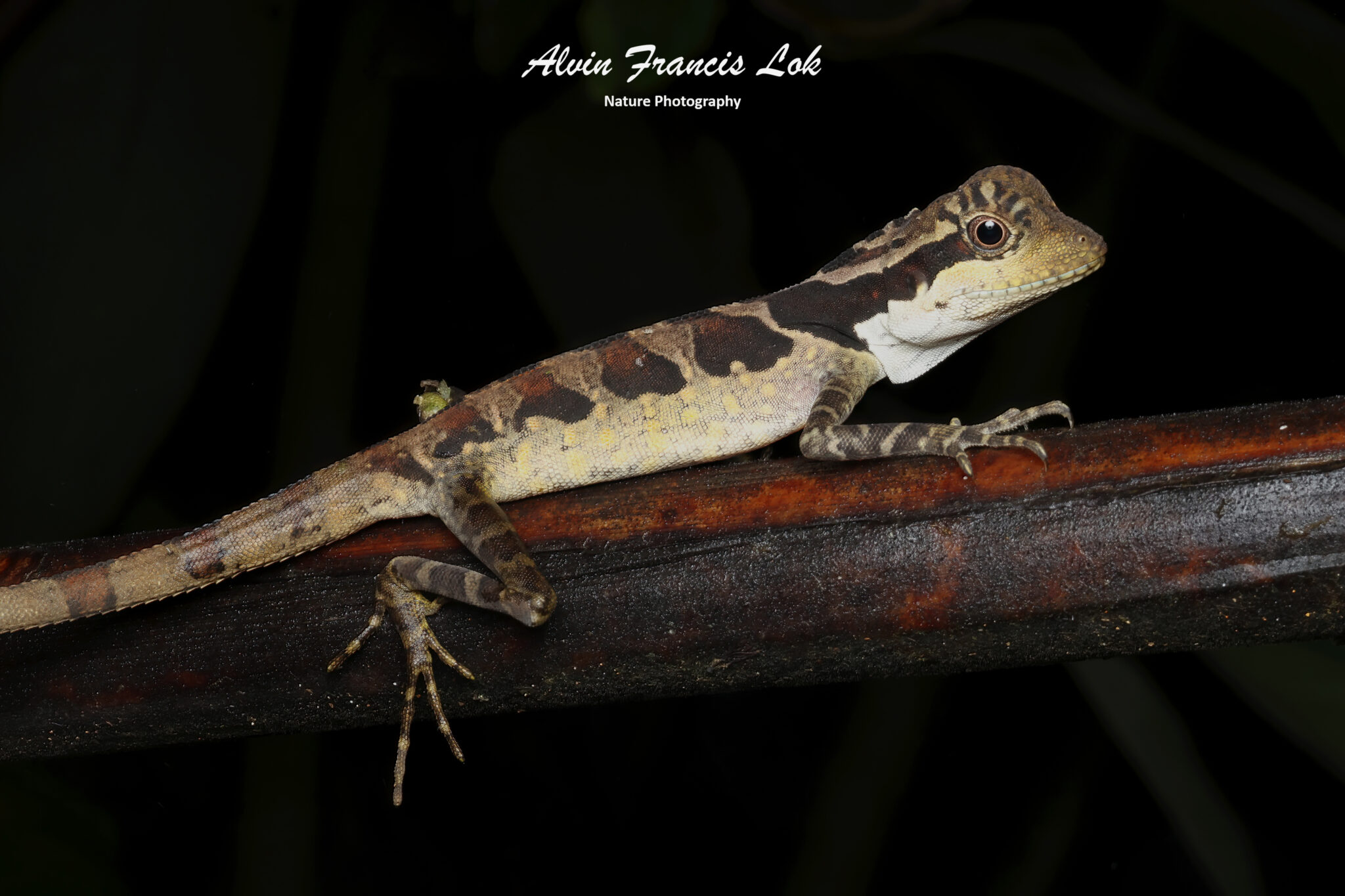 Sauria (Lizards) - Biodiversity (Singapore)