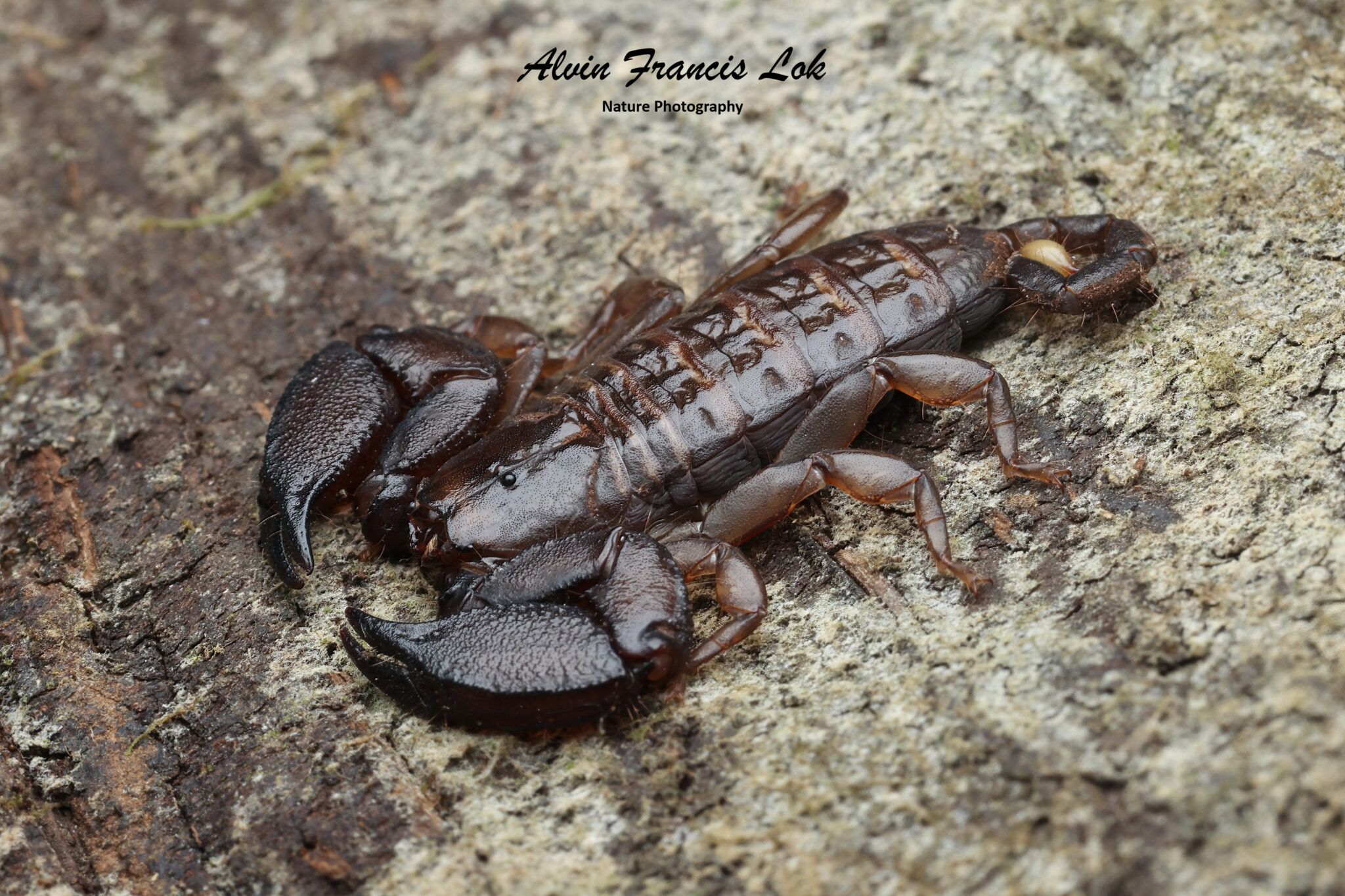 Scorpiones (Scorpions) - Biodiversity (Singapore)