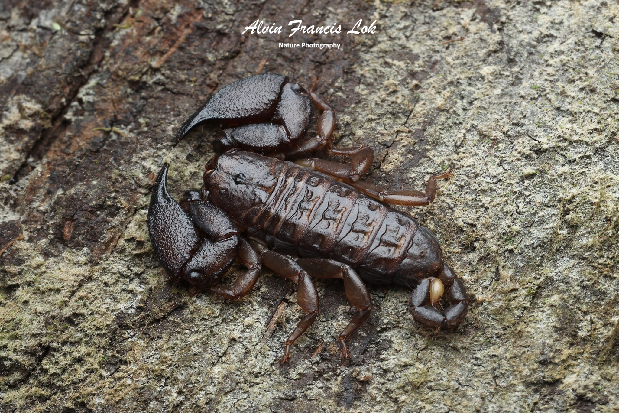 Scorpiones (Scorpions) - Biodiversity (Singapore)