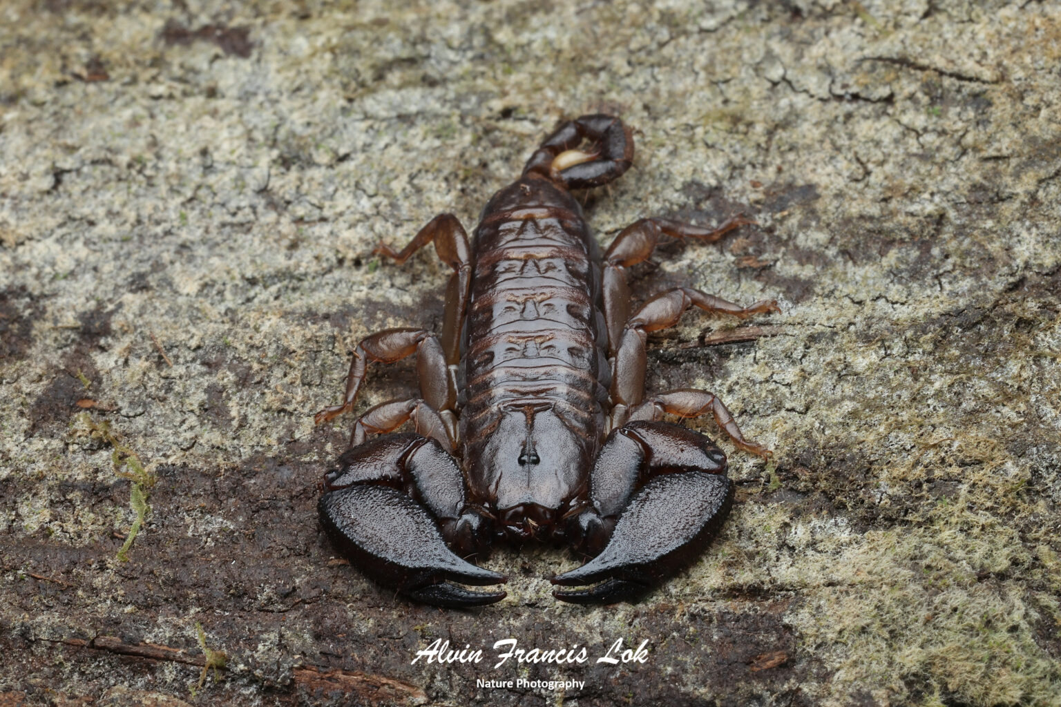 Scorpiones (Scorpions) - Biodiversity (Singapore)