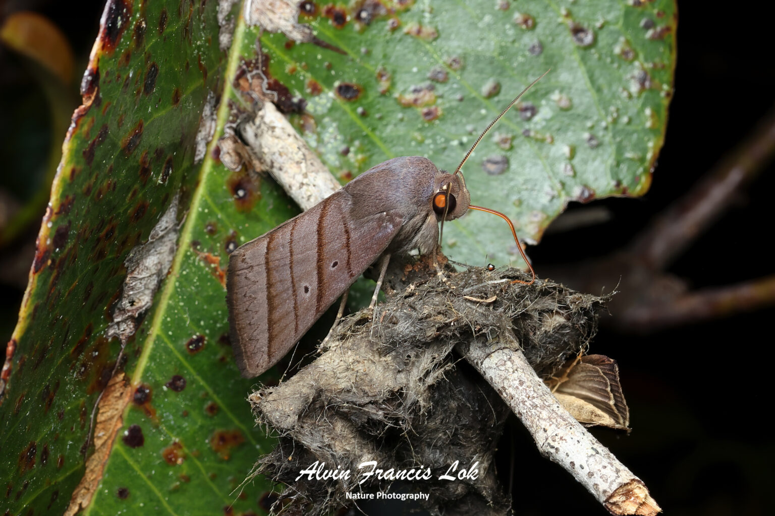 Family Erebidae (Underwing, Tiger, Tussock, and Allied Moths ...