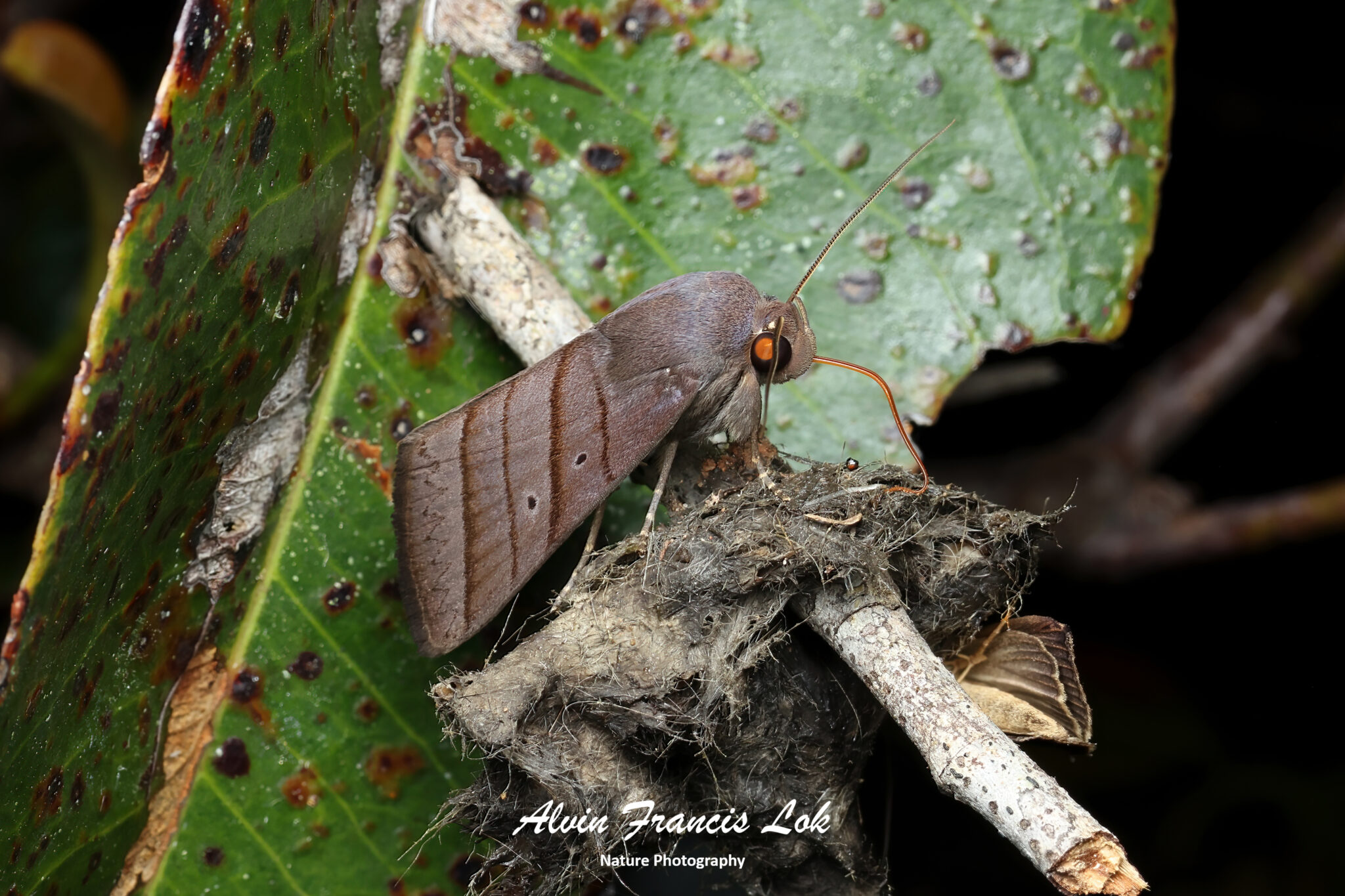 Family Erebidae (Underwing, Tiger, Tussock, and Allied Moths ...