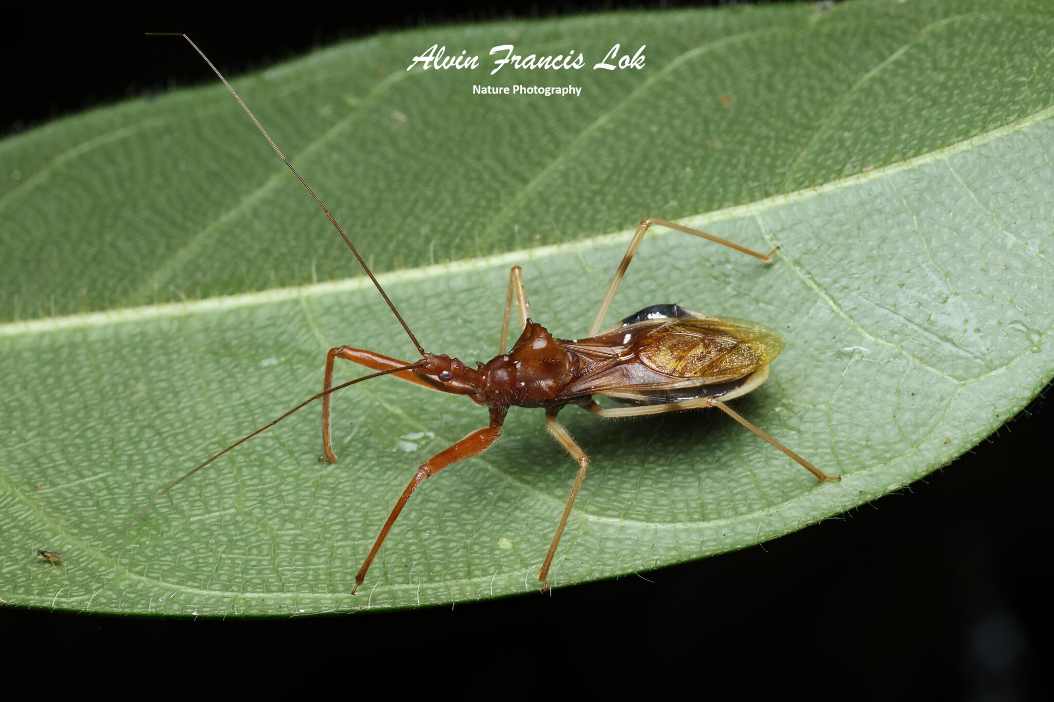 Family Reduviidae (Assassin Bugs) - Biodiversity (Singapore)