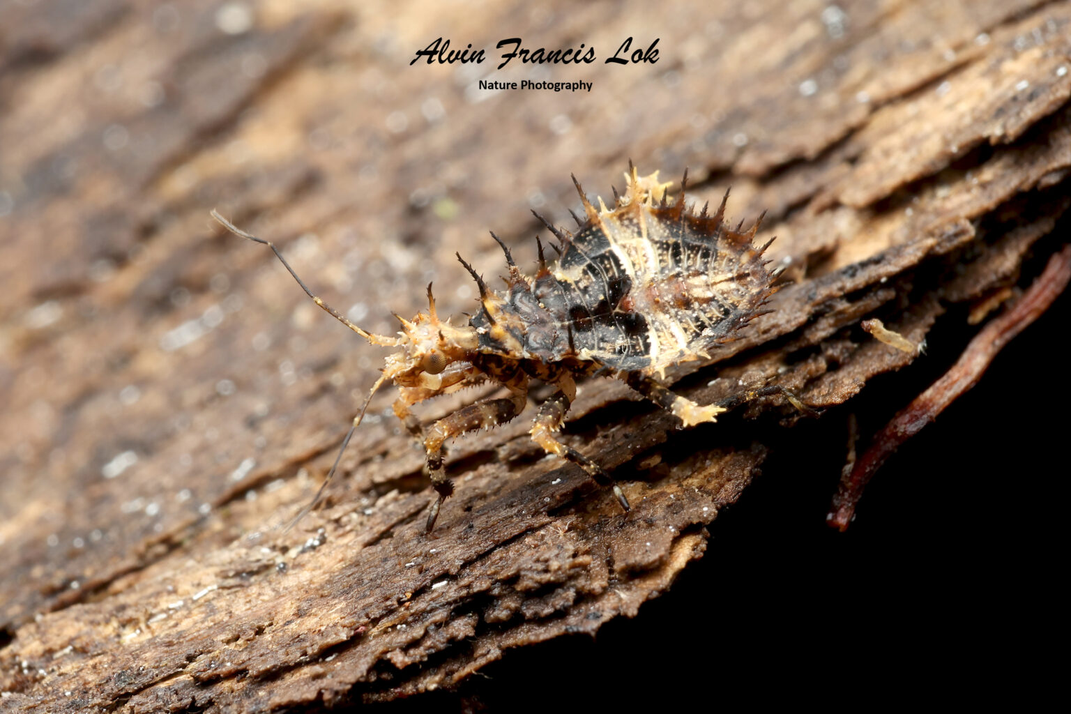 Family Reduviidae (Assassin Bugs) - Biodiversity (Singapore)