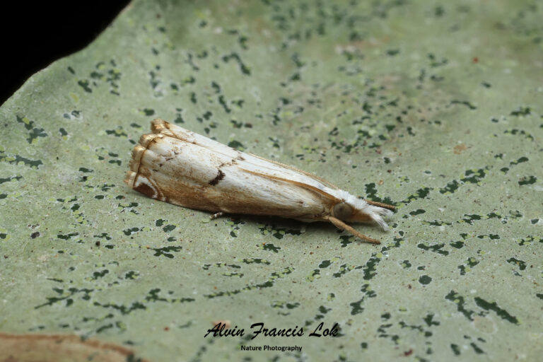 Family Crambidae (Crambid snout moths) - Biodiversity (Singapore)