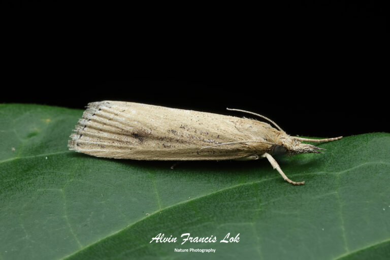 Family Crambidae (Crambid snout moths) - Biodiversity (Singapore)