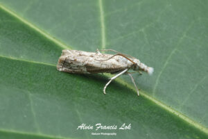 Family Crambidae (Crambid snout moths) - Biodiversity (Singapore)