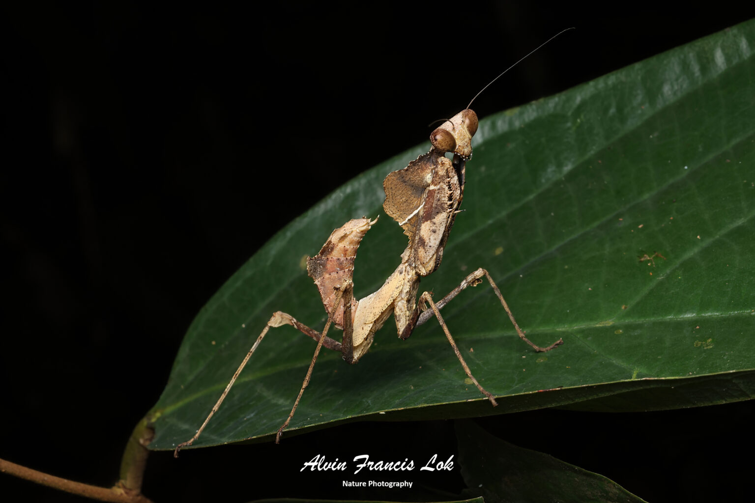 Mantoidea (Mantises) - Biodiversity (Singapore)