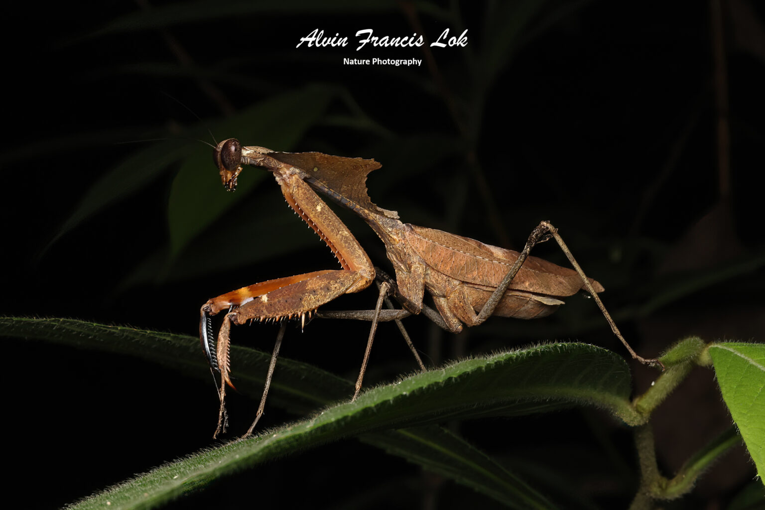 Mantoidea (Mantises) - Biodiversity (Singapore)