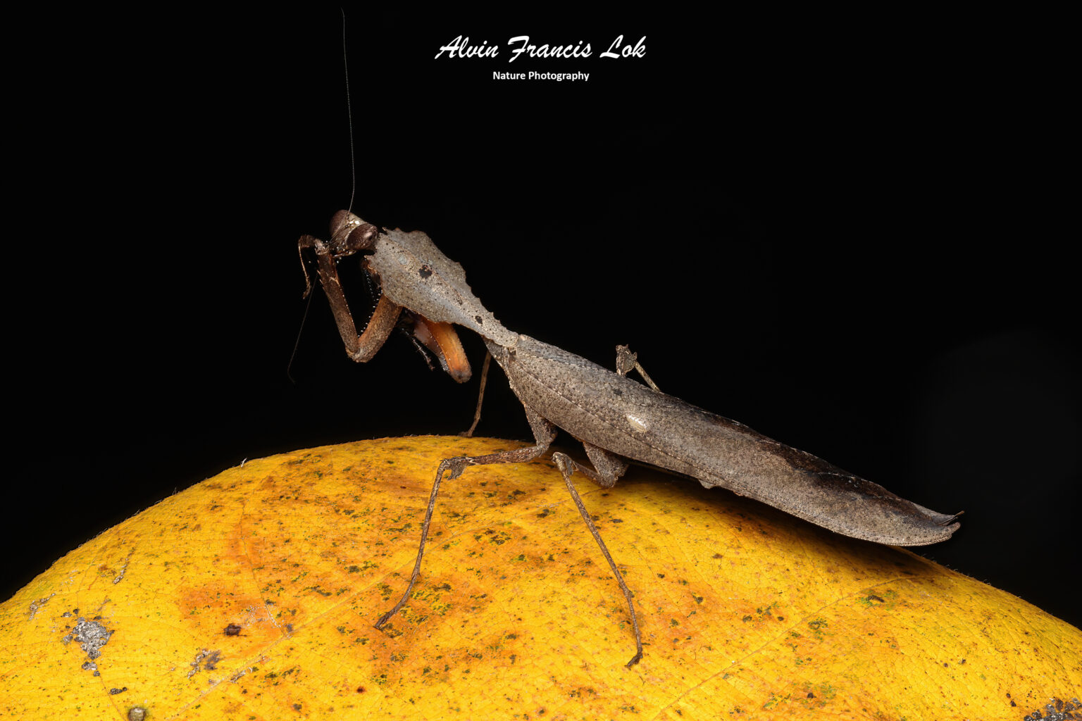 Mantoidea (Mantises) - Biodiversity (Singapore)