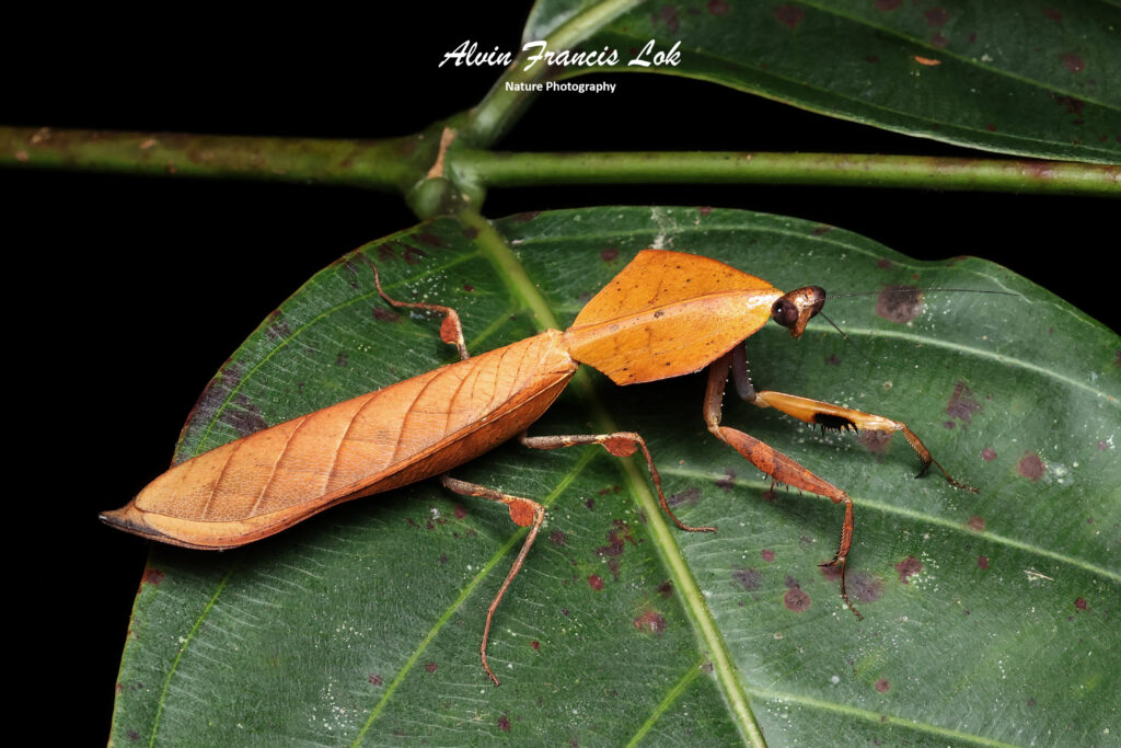 Mantoidea (Mantises) - Biodiversity (Singapore)