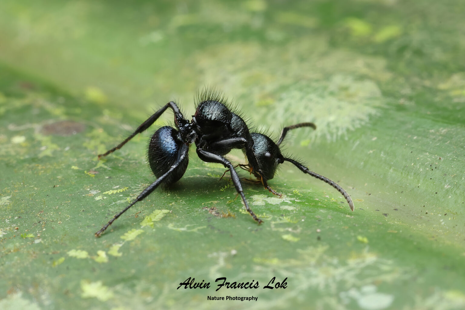 Ants (Family Formicidae) - Biodiversity (Singapore)