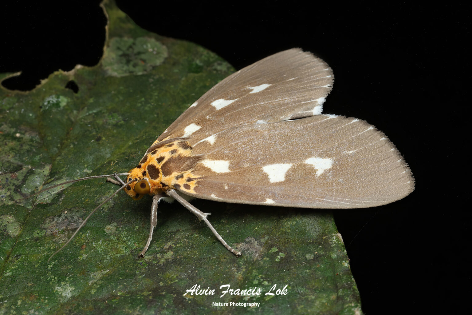 Family Erebidae (Underwing, Tiger, Tussock, and Allied Moths ...