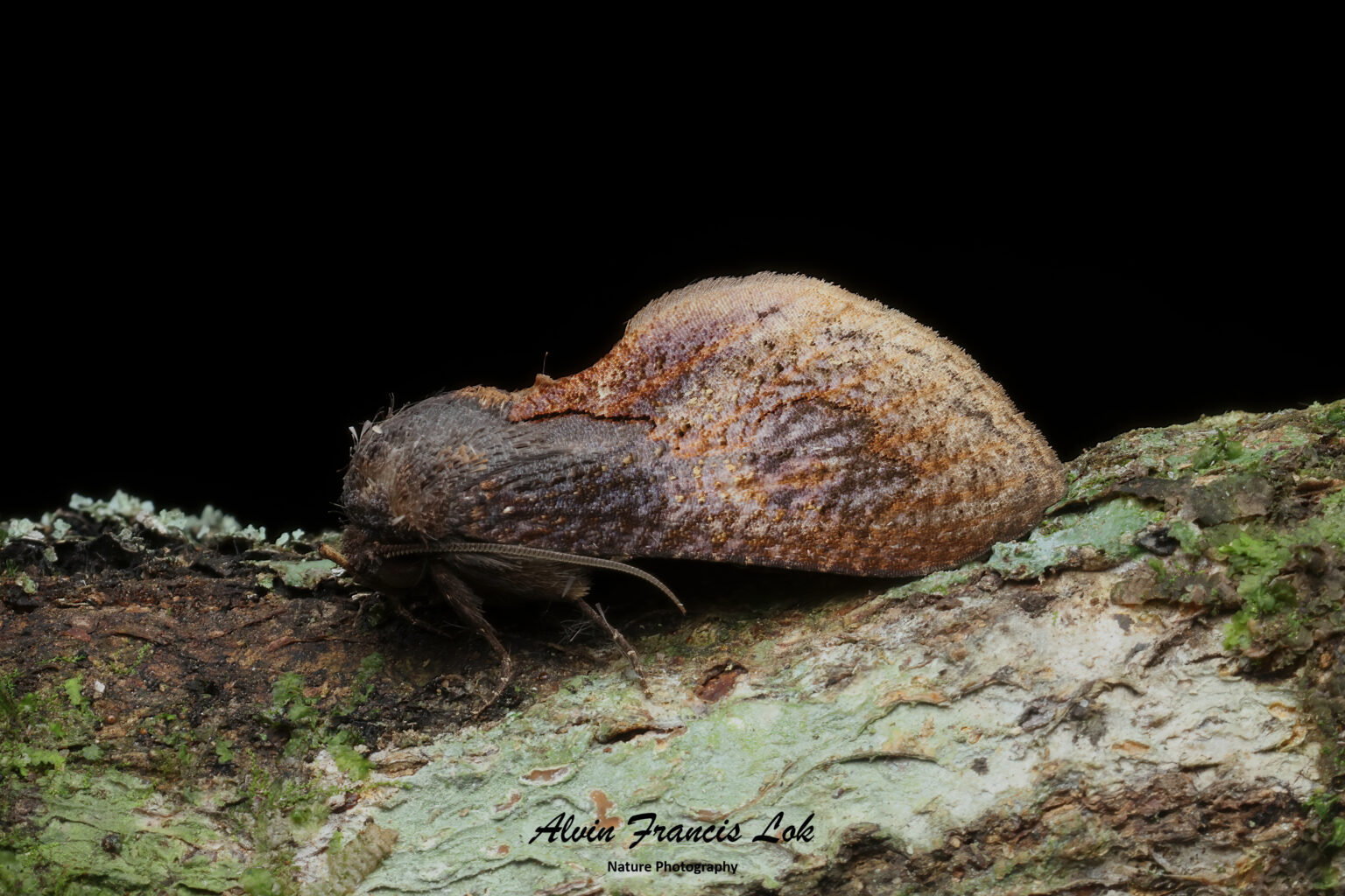 Family Erebidae (Underwing, Tiger, Tussock, and Allied Moths ...